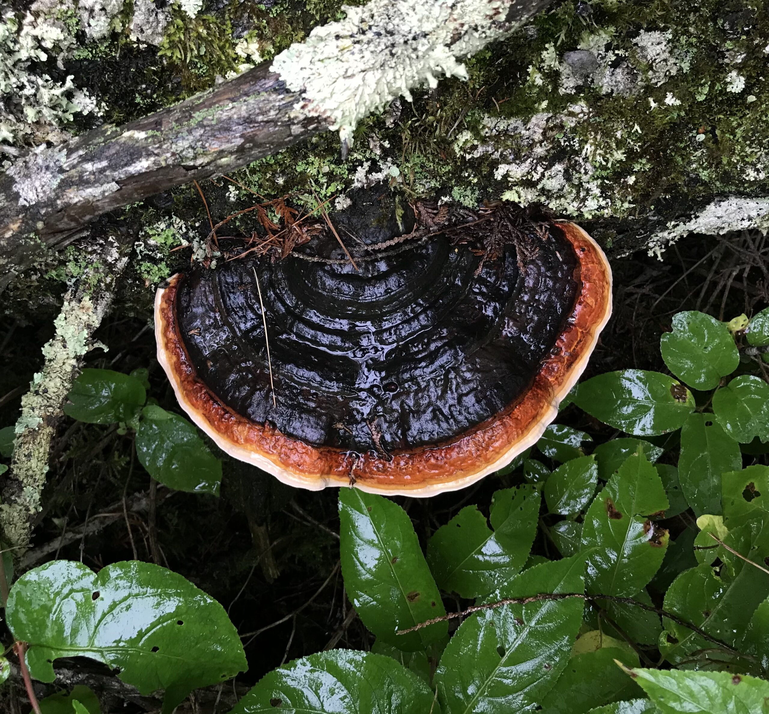 Therapeutic Mushrooms and Functional Fungi - Marine Mills Folk School