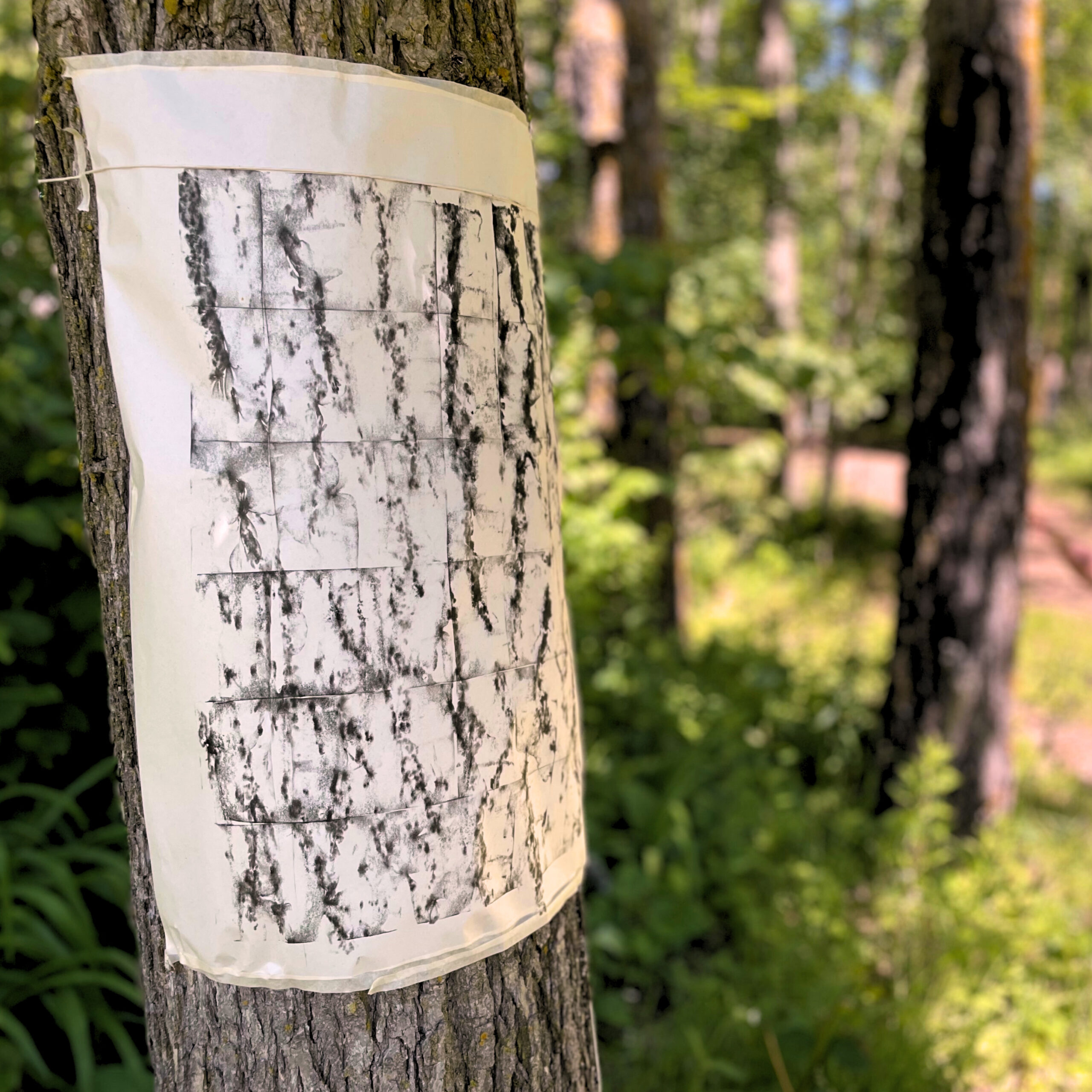 Tree Portraits - Marine Mills Folk School